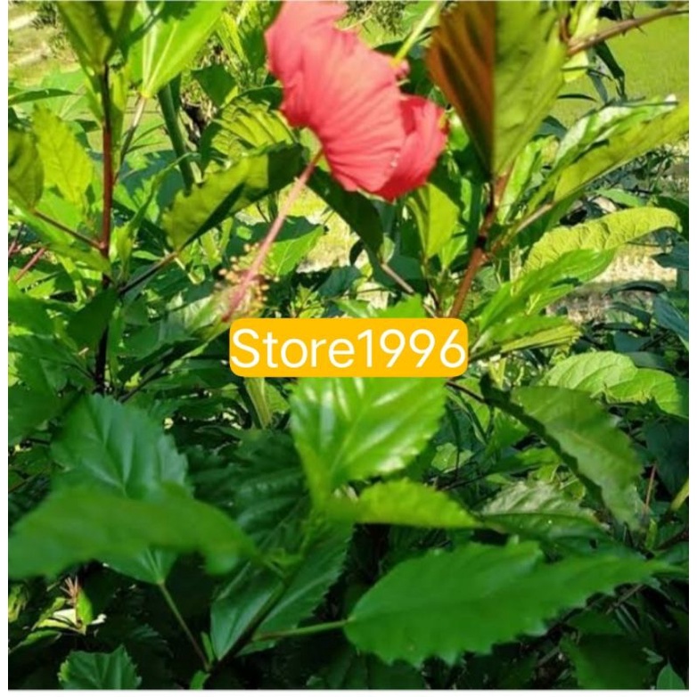 Jual paket 500 gram Daun Bunga sepatu Daun sepatu segar | Shopee Indonesia