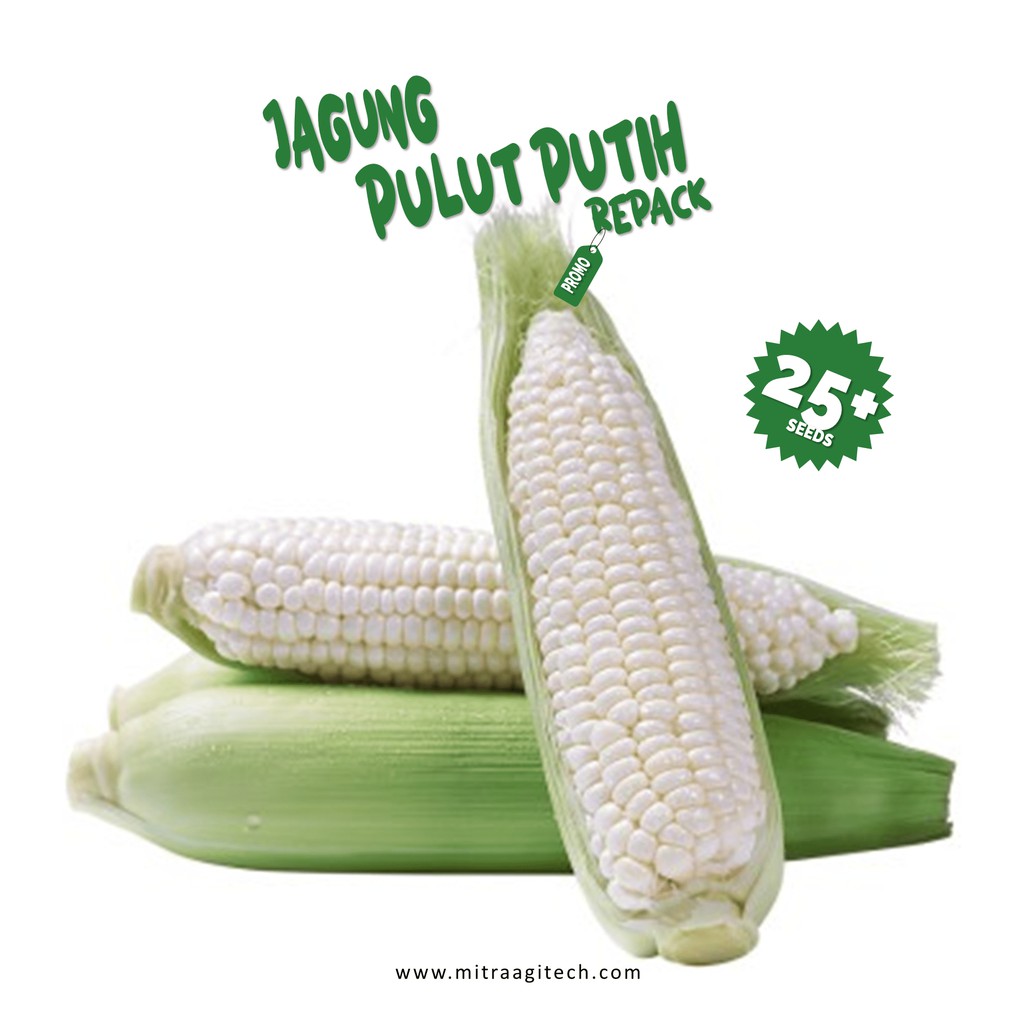 Jual BENIH BIBIT JAGUNG PULUT PUTIH KEMASAN REPACK ISI PULUHAN KEMASAN ...