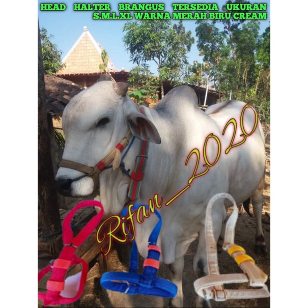 Jual HEAD HALTER Brangus ikat kepala sapi/COD | Shopee Indonesia