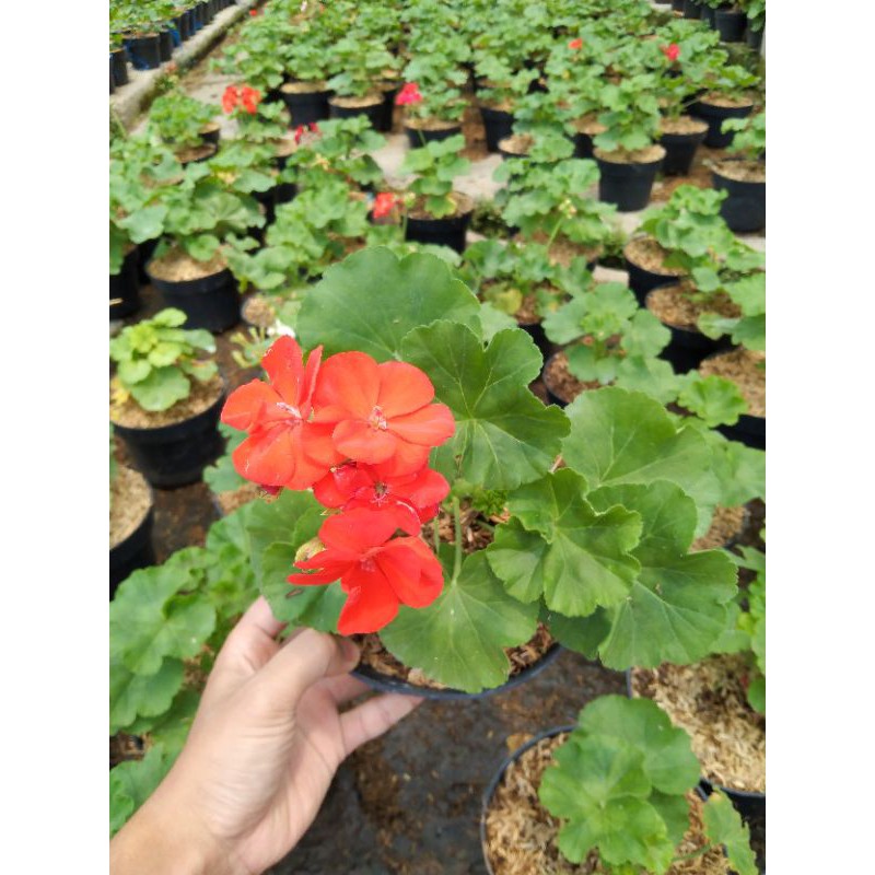 Jual GERANIUM TEGAK BUNGA MERAH / GERANIUM DUDUK MERAH / PELARGONIUM ...