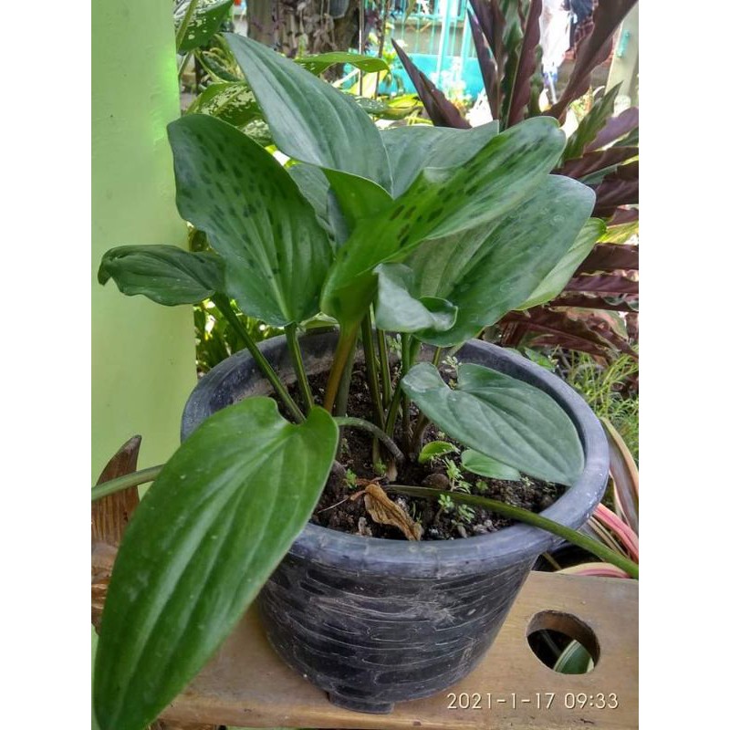 Jual tanaman hias keladi katak | Shopee Indonesia