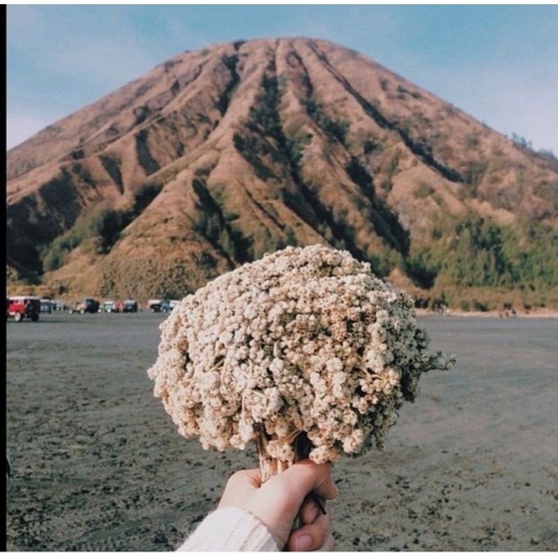 Jual Bunga Edelwais 1 IKAT BESAR ( 50 - 60 Batang) | Shopee Indonesia