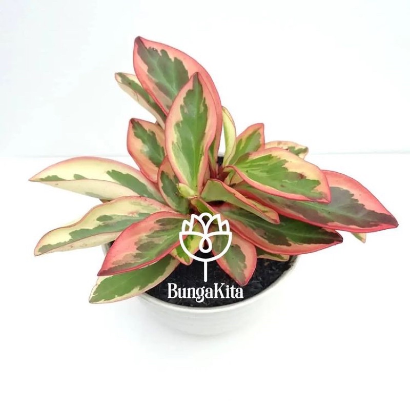 Jual Tanaman Hias Paperomia Merah - Teplan merah- Tanaman Indoor ...