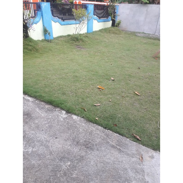 Jual Rumput Taman Rumput Halaman Rumah 30x30 | Shopee Indonesia
