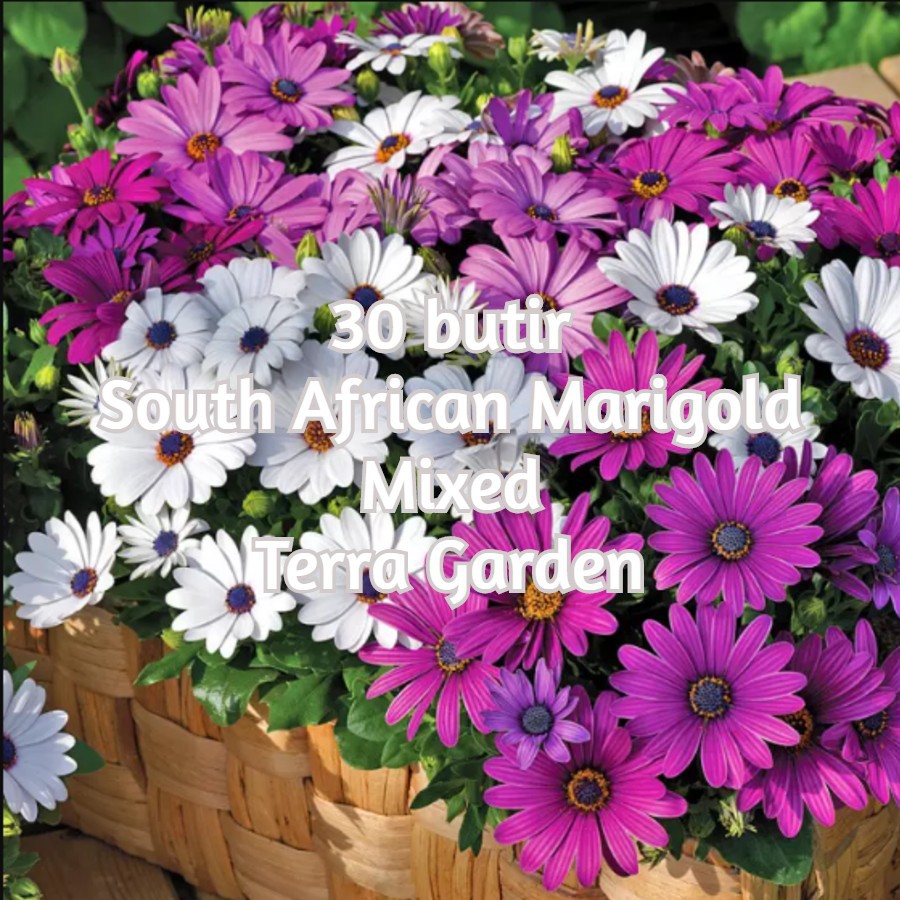 Jual Benih Bunga African Daisy South African Marigold Osteospermum Biji ...