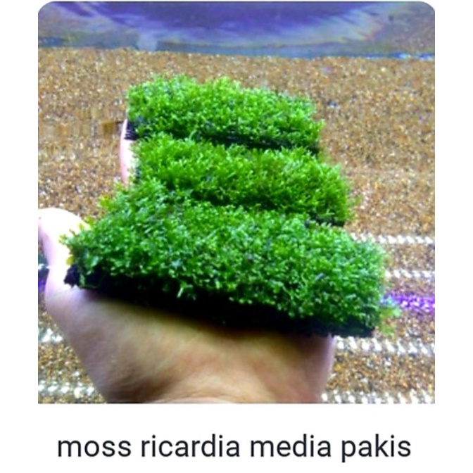 Jual tanaman air aquascape moss ricardia/lempeng pakis | Shopee Indonesia