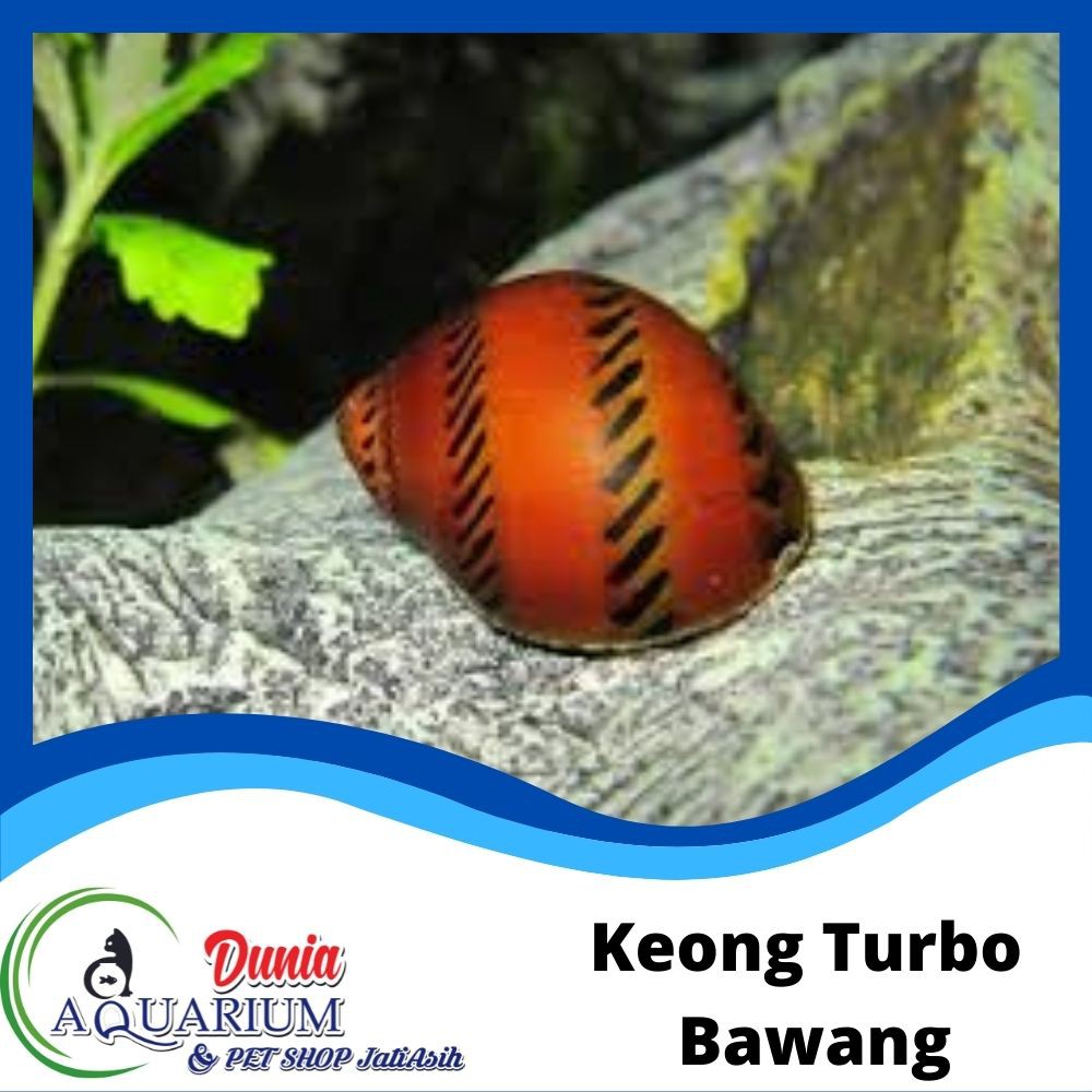 Jual Keong Snail Aquascape Keong Turbo Hias Pembasmi Pemakan Pembersih ...