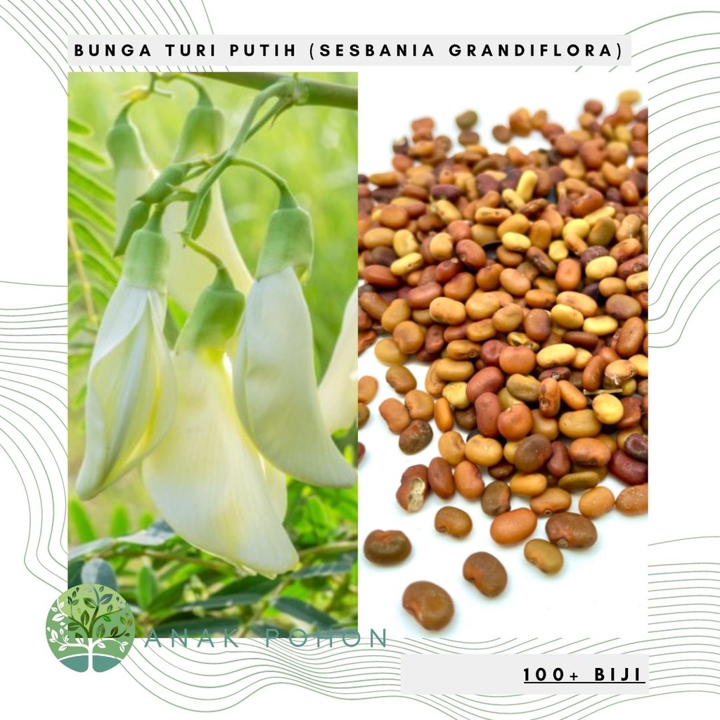 Jual Benih Bibit Biji - Bunga Kembang Turi Putih Kualitas SUPER (100 ...