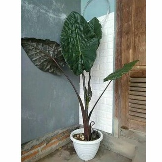 Jual PROMO!!! keladi hitam - sente hitam - Tanaman Hias & Tanaman ...