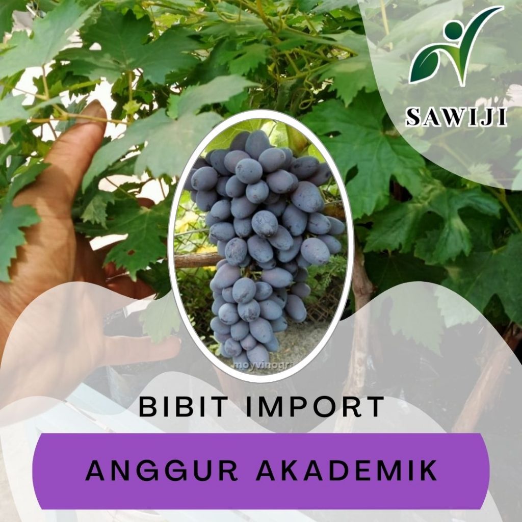 Jual Paket Bibit, 1 Anggur Akademik dan 1 Anggur Isabel | Shopee Indonesia