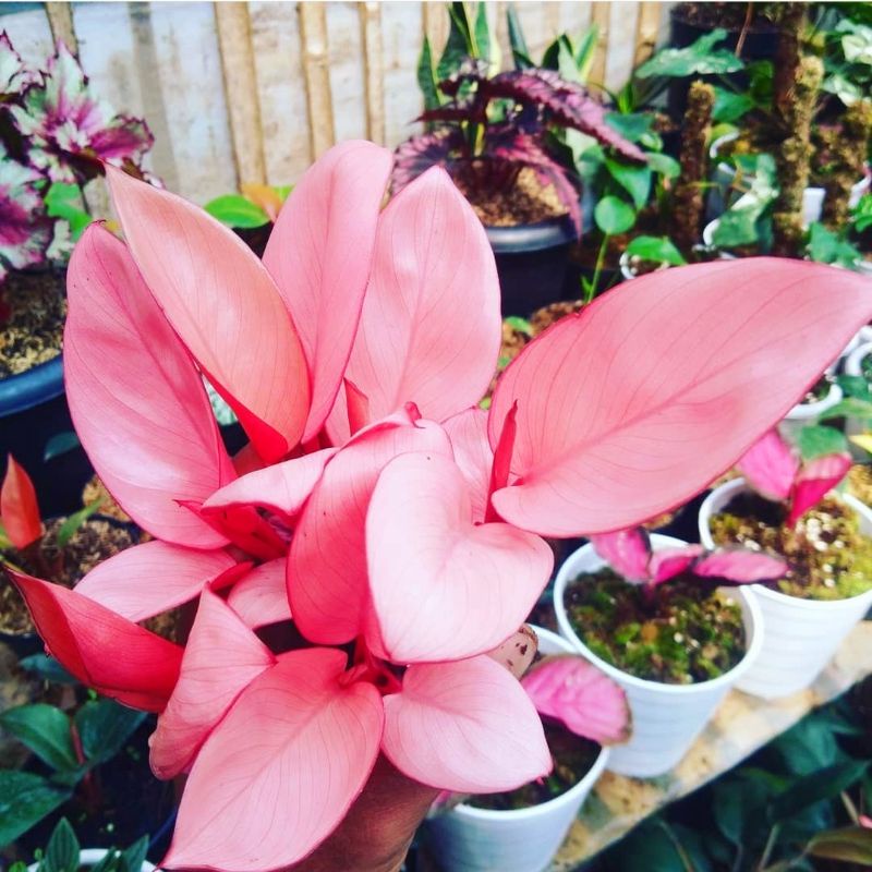 Jual [ SPESIAL ] Philo Congo Pink Praktis | Anakan Philo Congo Pink ...