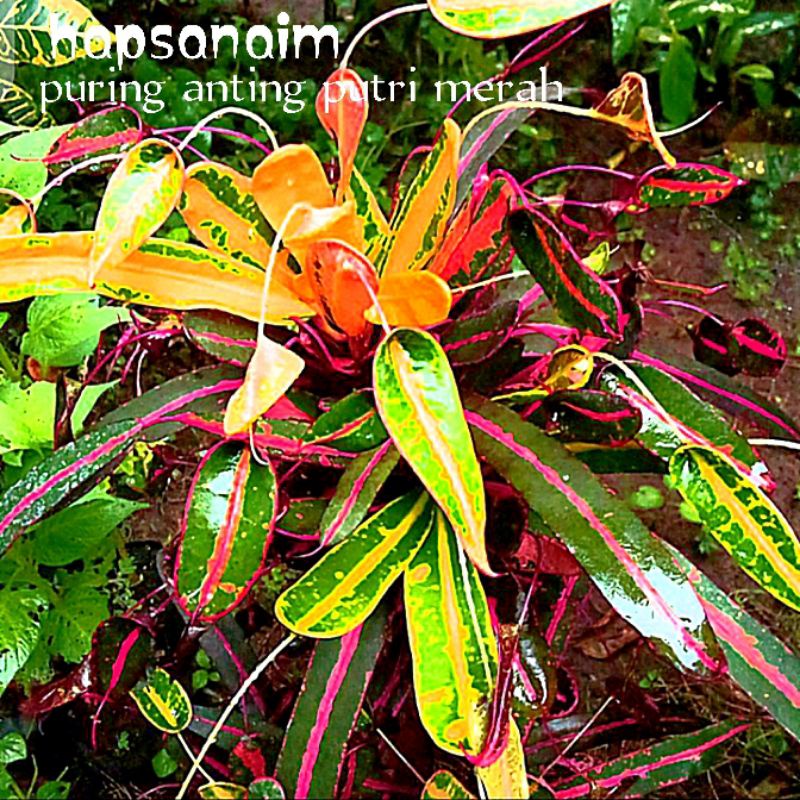 Jual Tanaman Puring Anting Raja Anting Hitam Merah Puring Kelabang 20 ...