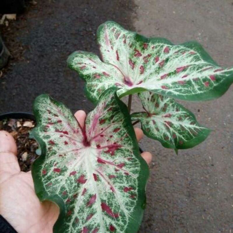 Jual tanaman hias caladium keladi wayang putih/caladium corongg ...