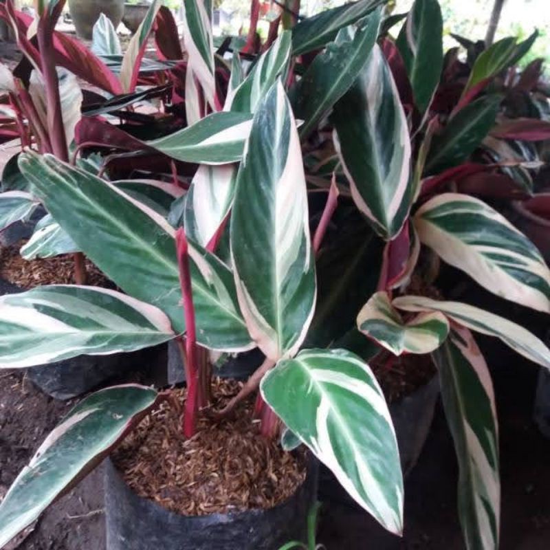 Jual paket 7 Calathea meranti bali/tricolor/merah putih | Shopee Indonesia