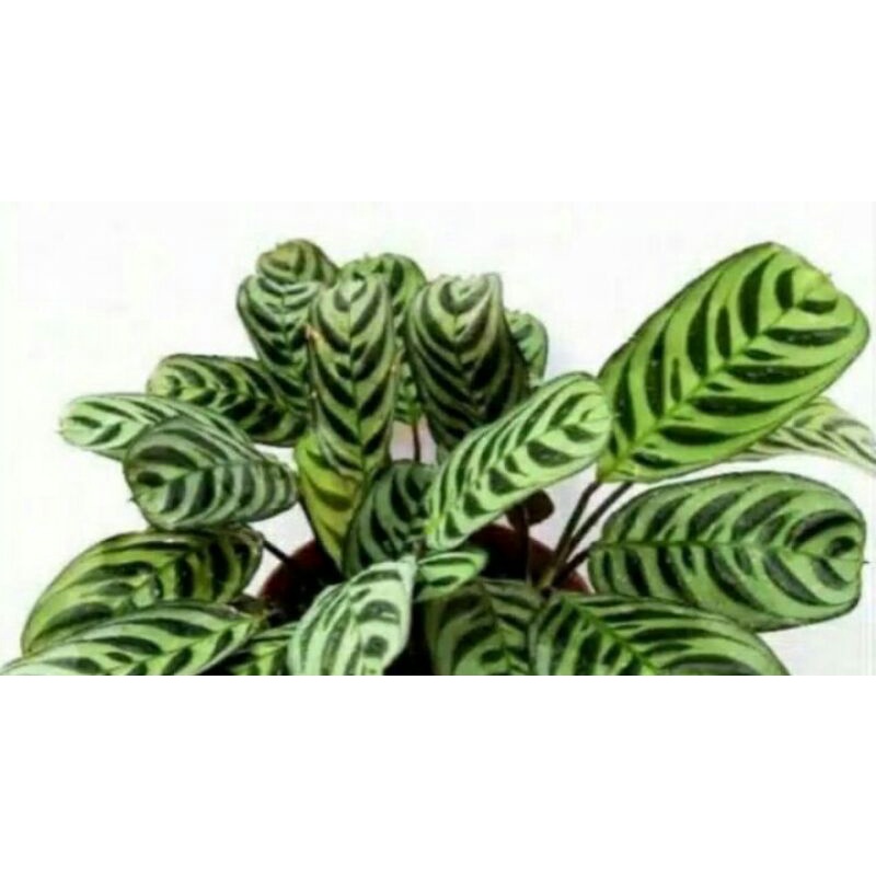 Jual Calathea Spat (Stromata) | Shopee Indonesia