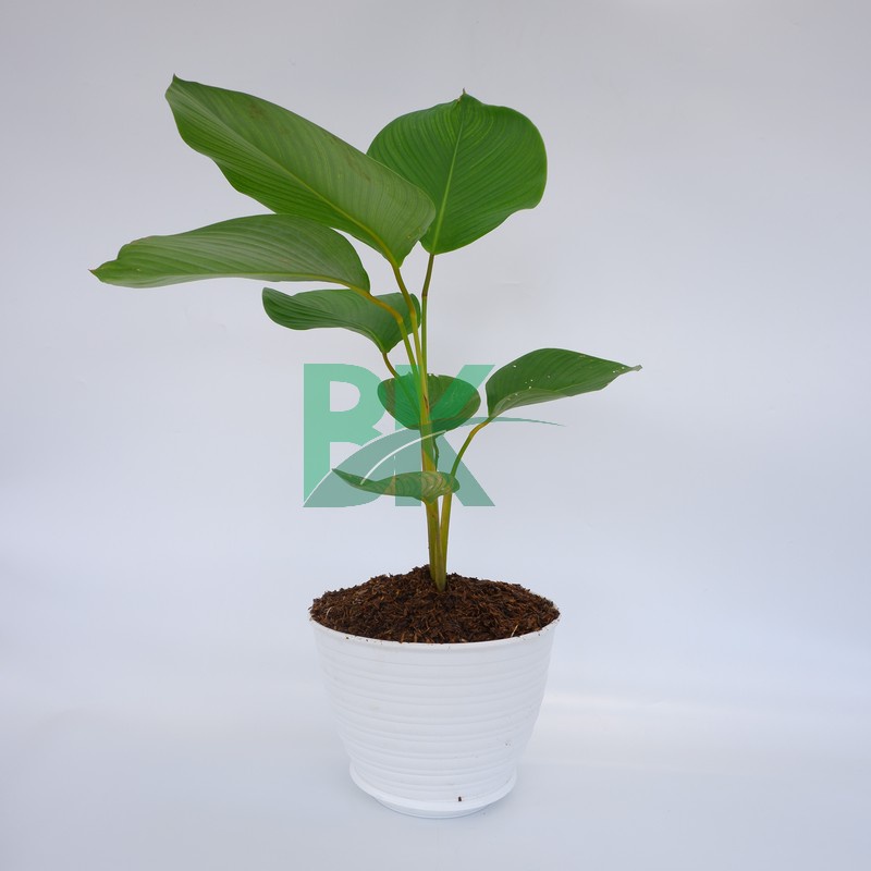 Jual calathea pisang pisangan -(calathea luthea ) - BAKUL KEMBANG ...