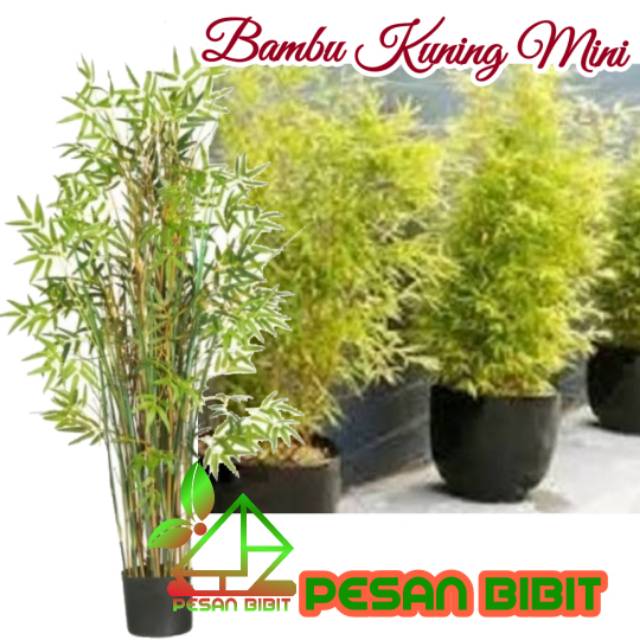 Jual BIBIT BAMBU KUNING MINI | Shopee Indonesia