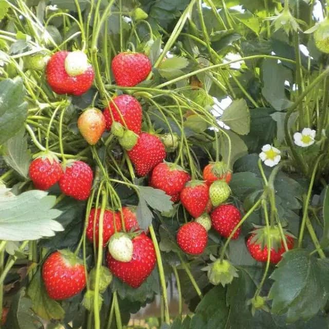 Jual PAKET 5 TANAMAN STAWBERRY TANAMAN HIDUP TANAMAN HIAS TANAMAN ...