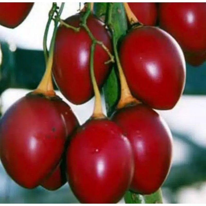 Jual Benih Bibit 5 Biji Buah Black Cherry Ceri LANGKA Big Red Black ...