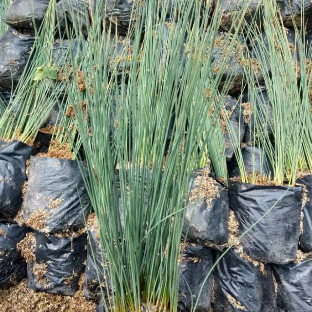 Jual Tanaman bambu lidi/tanaman bambu air | Shopee Indonesia