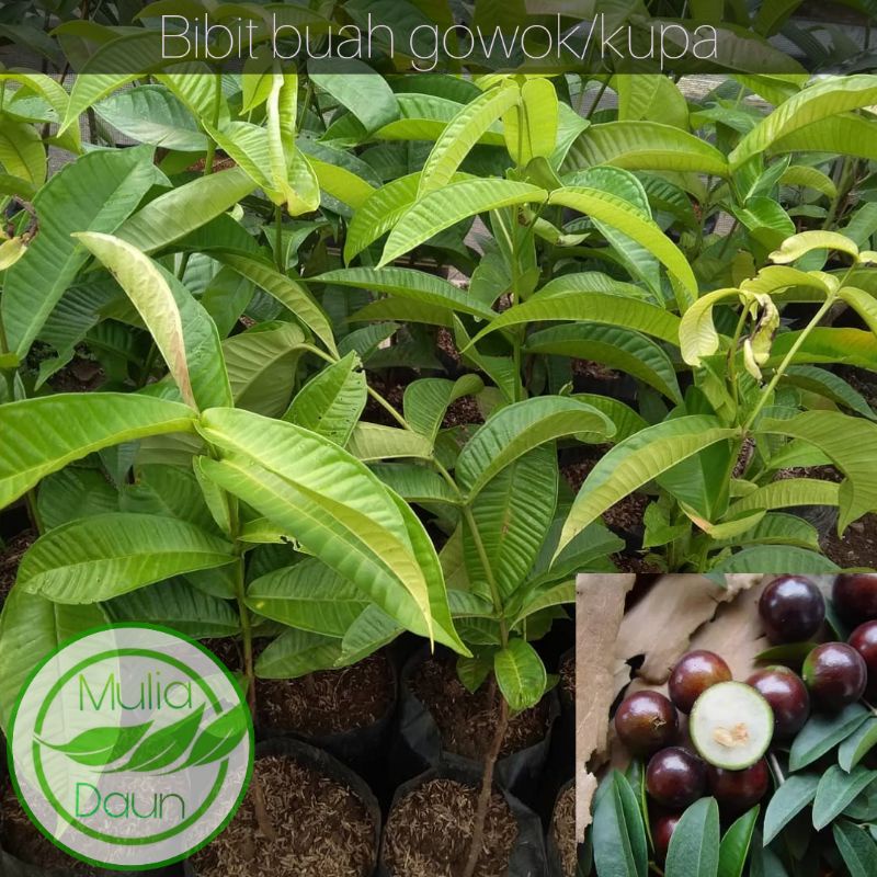 Jual Bibit tanaman gowok/Pohon gowok/Buah gowok kupa mulai langka ...