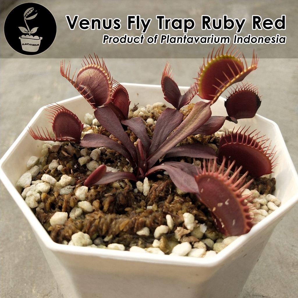 Jual Tanaman Karnivora Pemakan Serangga Venus Flytrap VFT Ruby Red | Shopee Indonesia