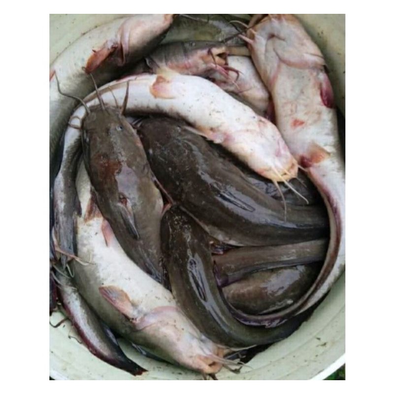 Jual Ikan Sembilang Hasil Laut Segar Fresh Frozen 1Kg / BERGARANSI ...