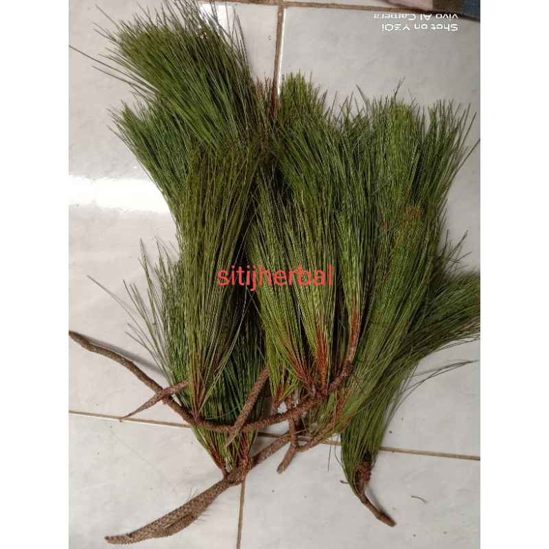 Jual daun pinus segar 500 gram | Shopee Indonesia