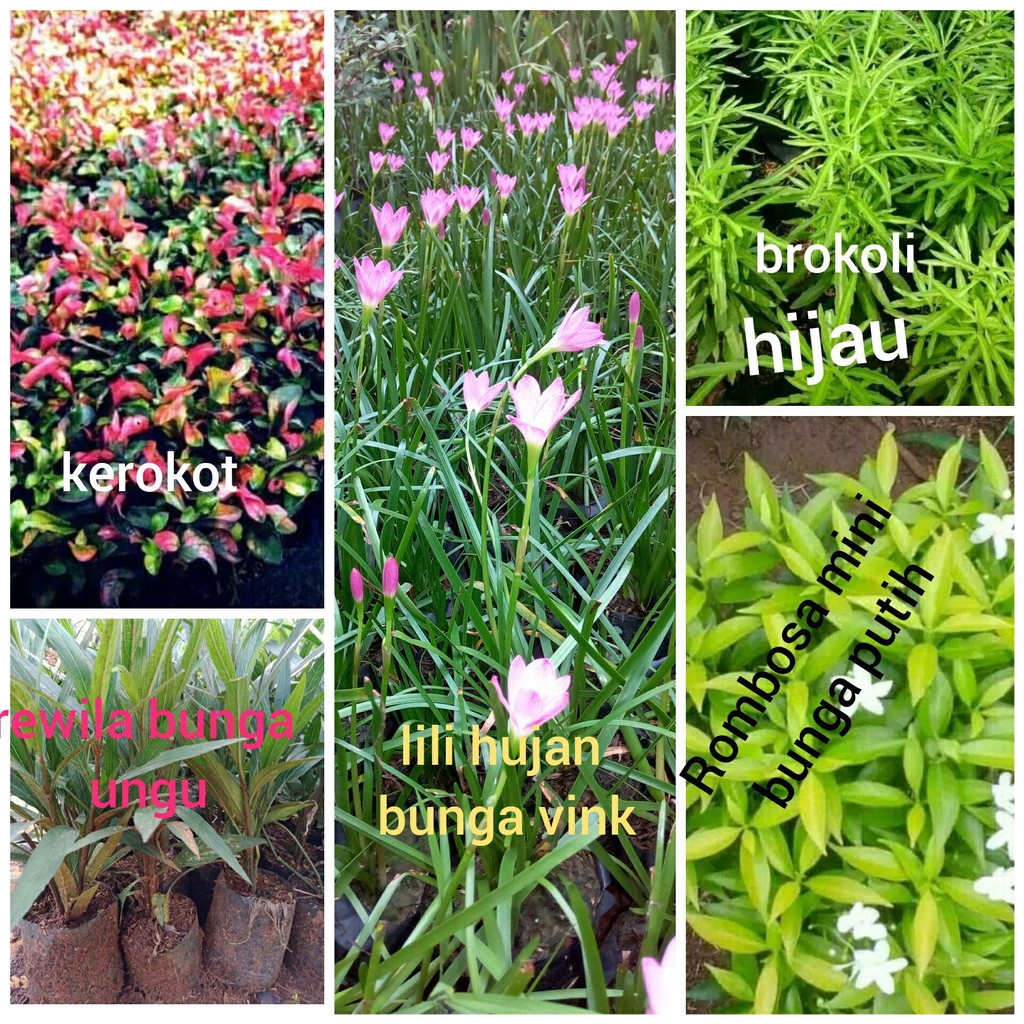 Jual Tanaman hias lili hujan,berokoli hijau,Rembosa mini,kerokot,dan ...