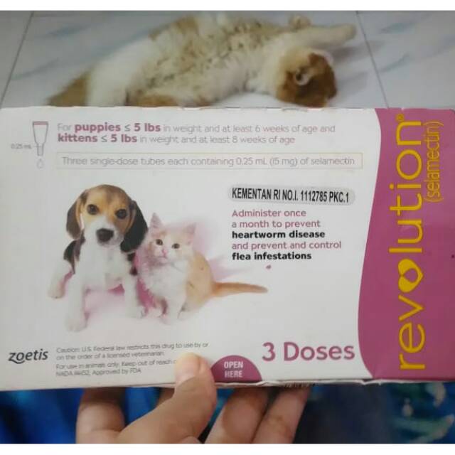 Jual Revolution kitten cat dog puppies pink revolution obat kutu kucing ...
