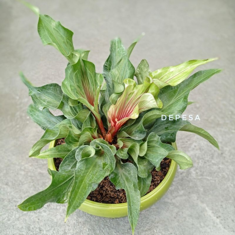 Jual Anthurium obor merah | Shopee Indonesia