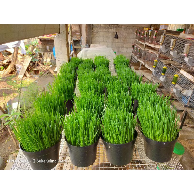 Jual RUMPUT KUCING SIAP MAKAN ( POT BESAR ) | Shopee Indonesia