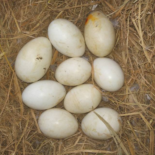 Jual TELUR angsa BUSUK | Calang | Tembuluk | Telur Busuk | Shopee Indonesia
