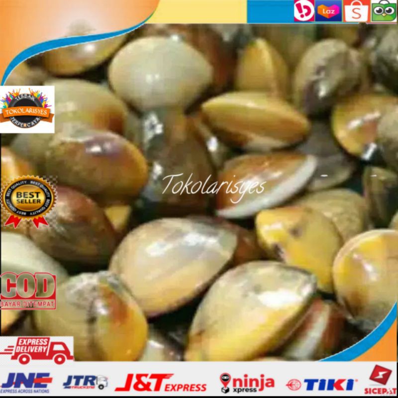 Jual Remis sungai obat herbal liver penyakit kuning cece/haremis ...