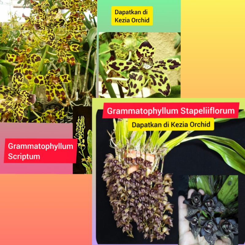 Jual Anggrek Macan Grammatophyllum Scriptum ; Martae ; Anggrek hitam ...