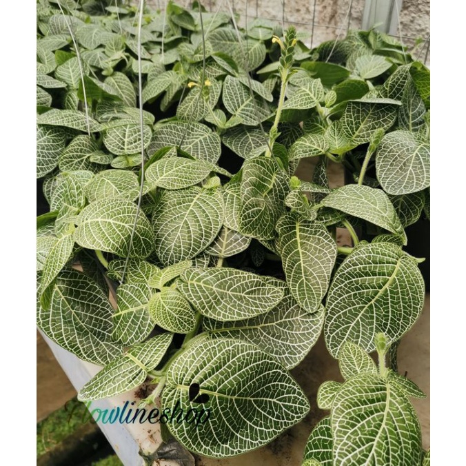 Jual tanaman hias fitonia mutiara daun lebar | Shopee Indonesia