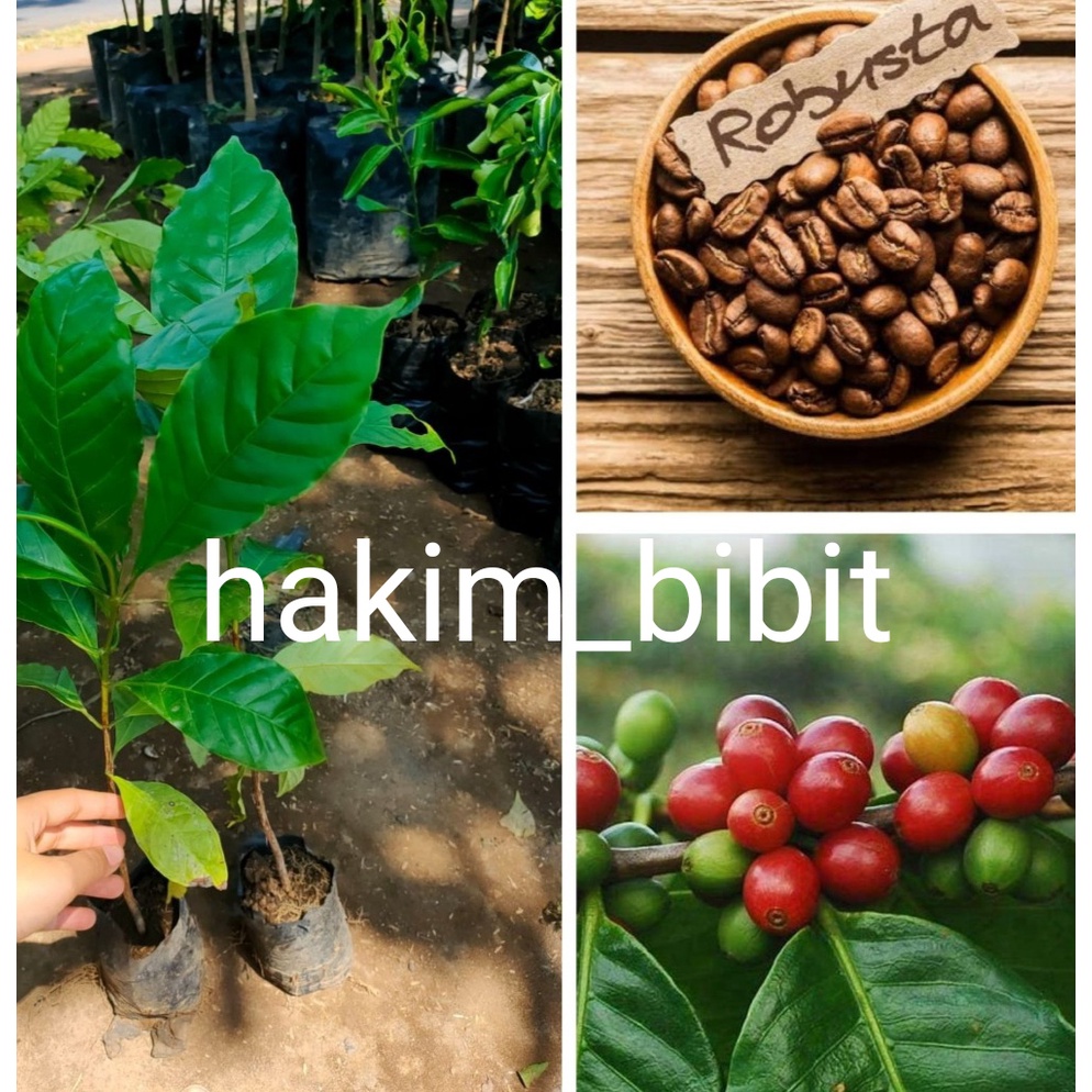 Jual Bibit Kopi Robusta Unggul Siap Tanam Unggul | Shopee Indonesia