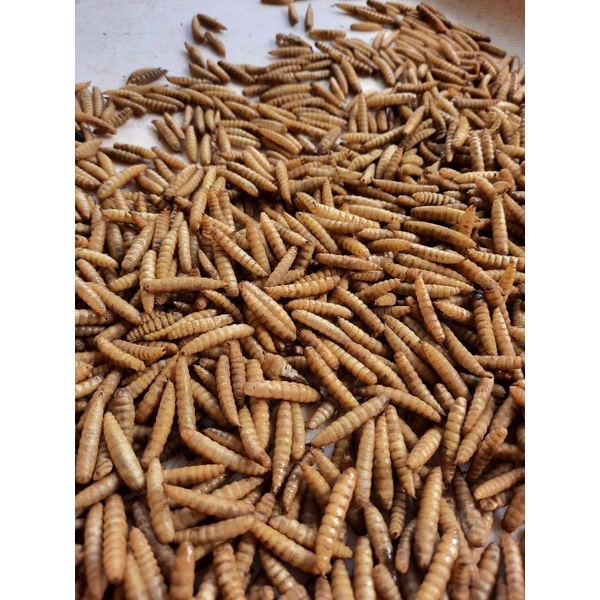 Jual maggot kering/dried grade A++ 1kg | Shopee Indonesia
