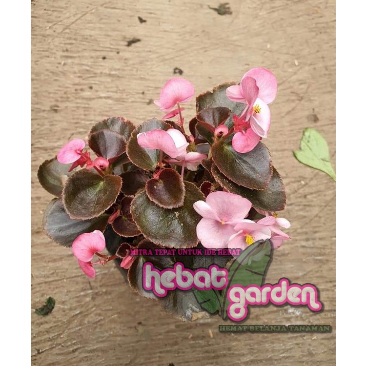Jual Begonia bunga Pink - Hebat Garden | Shopee Indonesia