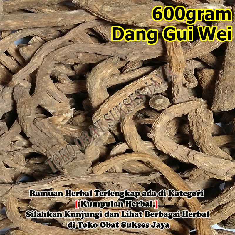 Jual [Grade A - 600gram] Dang Gui Wei - Radix Angelicae Sinensis ...