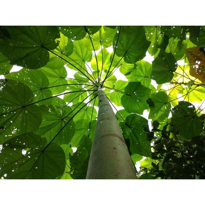 Jual biji kayu balsah|bibit kayu balsah 1 kg | Shopee Indonesia