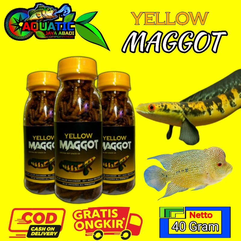 Jual Yellow Maggot Maggot Kering Kemasan Botol 100 ml | Shopee Indonesia