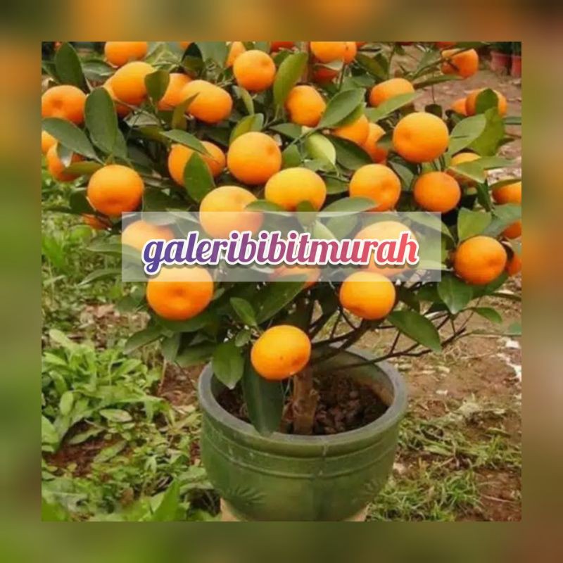Jual BIBIT TANAMAN JERUK SANTANG MADU BERBUAH | Shopee Indonesia