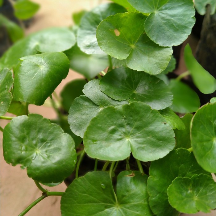 Jual DAUN PAGAGAN ANTANAN obat herbal 1 KG | Shopee Indonesia