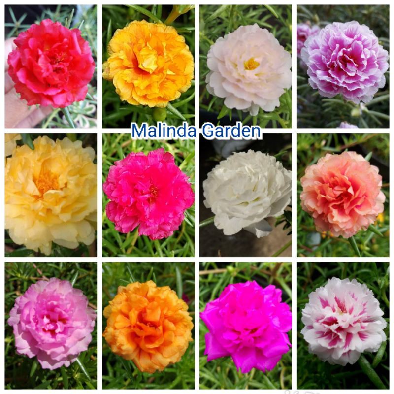 Jual Bibit bunga krokot tumpuk lokal / tanaman hias gantung mossrose ...