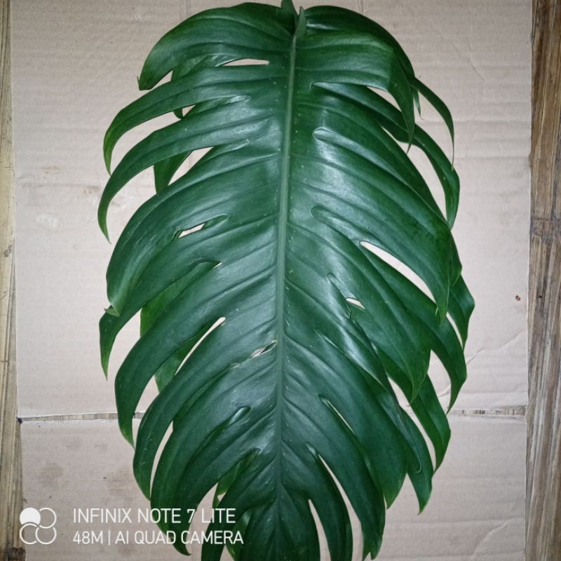 Jual Daun ekor naga segar di petik saat mau di kirim paket 1 kg ...