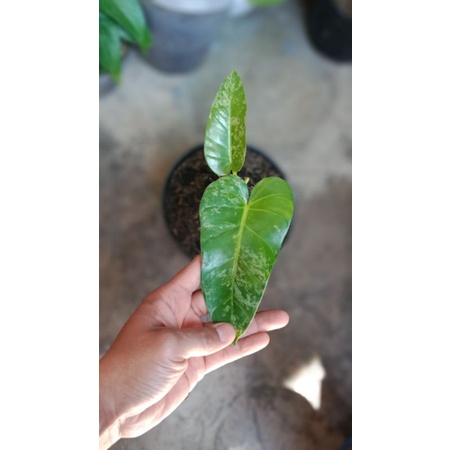 Jual philodendron marble variegata / philodendron giganteum variegata ...