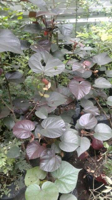 Jual Bahan Bonsai Waru Merah | Shopee Indonesia