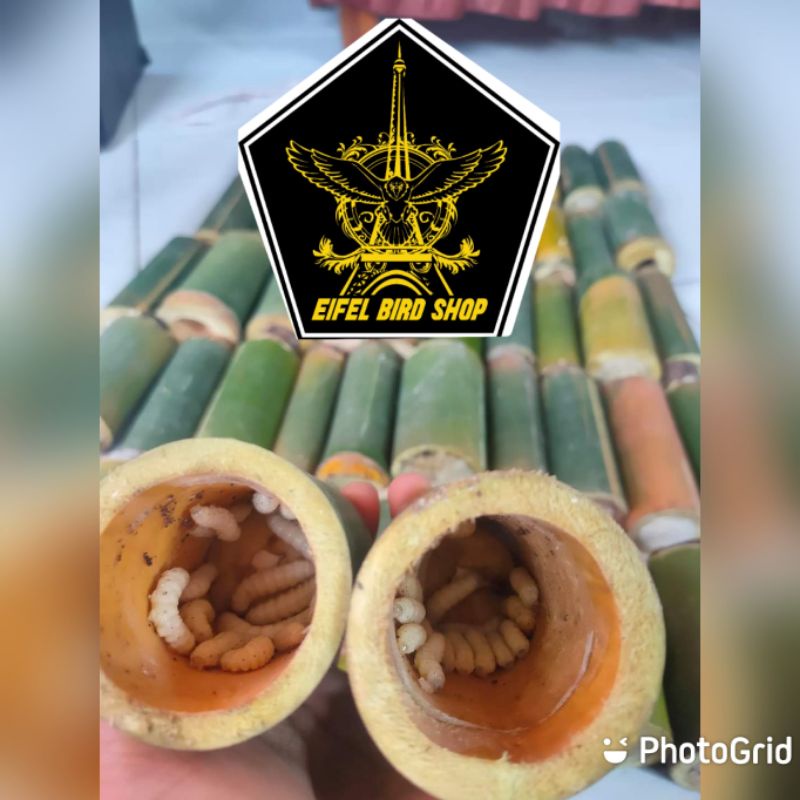 Jual ULAT BUMBUNG ISI 25 ulat bambu buat mancing dan pakan burung ...