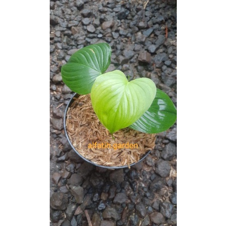 Jual philodendron fibrae cataphyllum | Shopee Indonesia